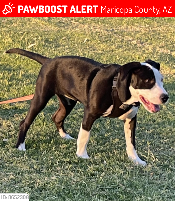 Maricopa County, AZ Lost Female Dog, Bella Lowlow Is Missing | PawBoost