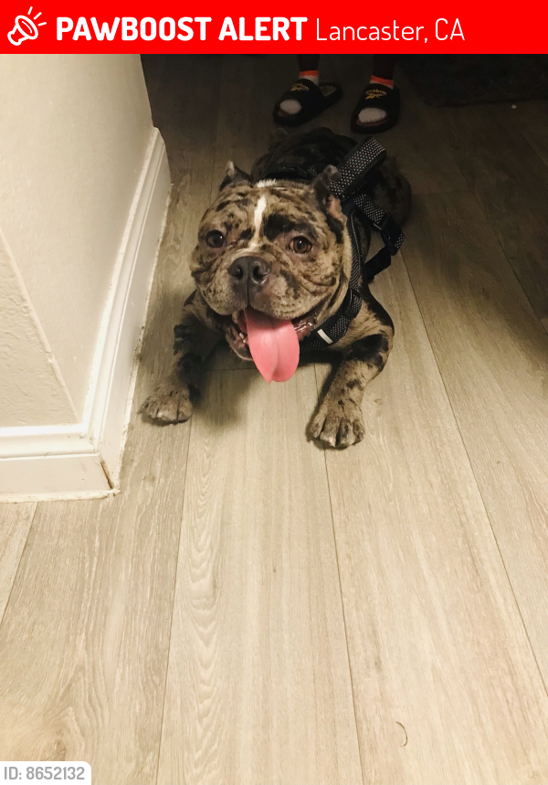 Lost Male Dog in Lancaster, CA 93536 Named Deuce (ID: 8652132) | PawBoost
