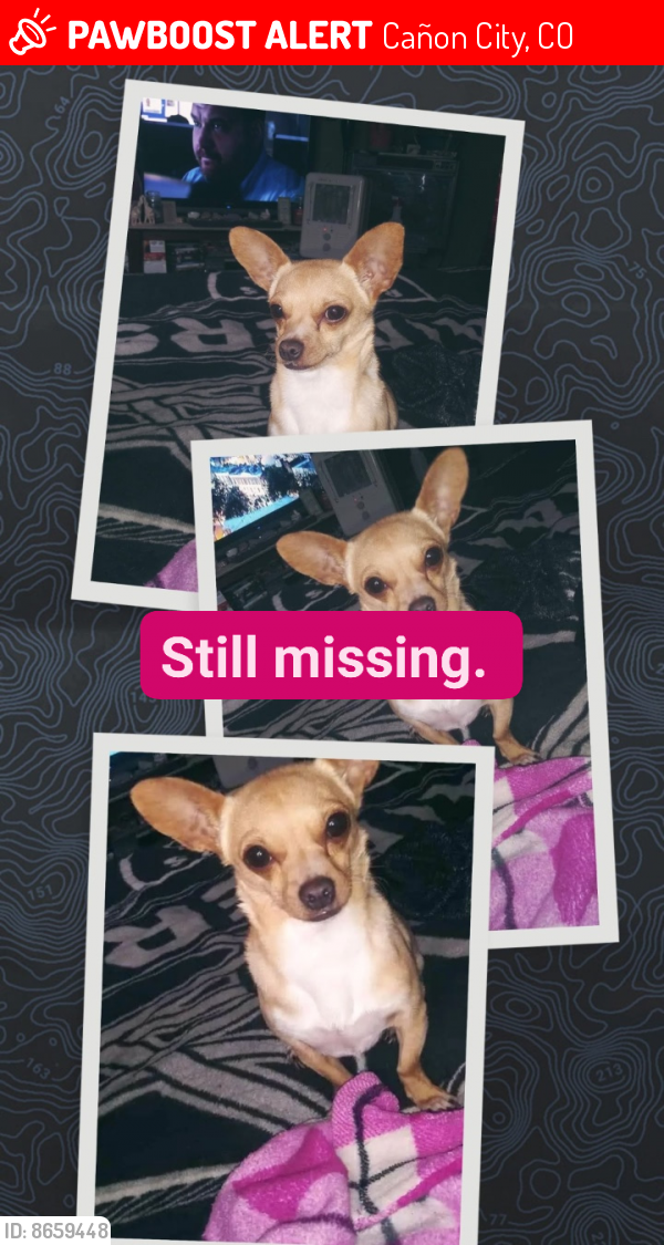 Cañon City, CO Lost Female Dog, BELLA Is Missing | PawBoost