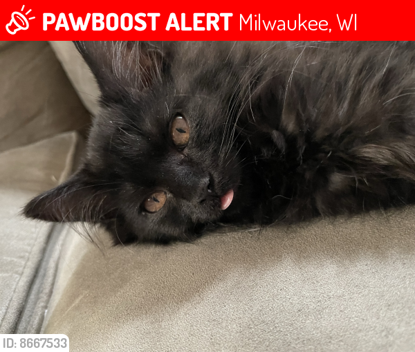 Milwaukee, WI Lost Female Cat, Pixie Is Missing | PawBoost