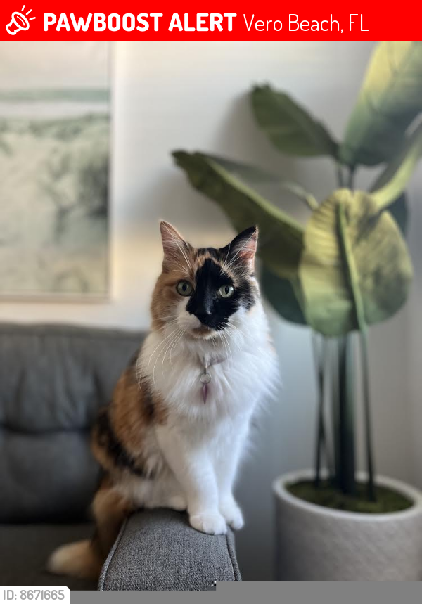 Vero Beach, FL Lost Female Cat, Meeka Is Missing | PawBoost