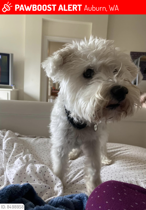 Auburn, WA Lost Female Dog, Luna Is Missing | PawBoost