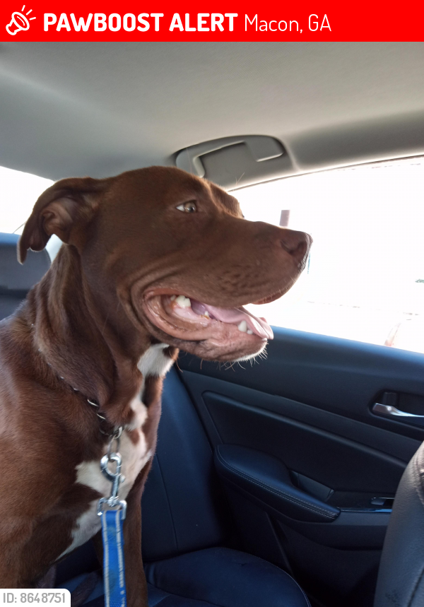 Lost Male Dog In Macon GA 31206 Named Hadeas buddy ID 8648751 lost-male-dog-in-macon-ga-31206-named-hadeas-buddy-id-8648751