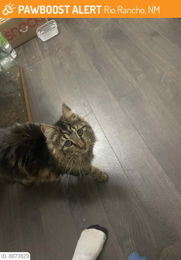 Found/Stray Cat in Rio Rancho, NM 87124 (ID: 8673829) | PawBoost