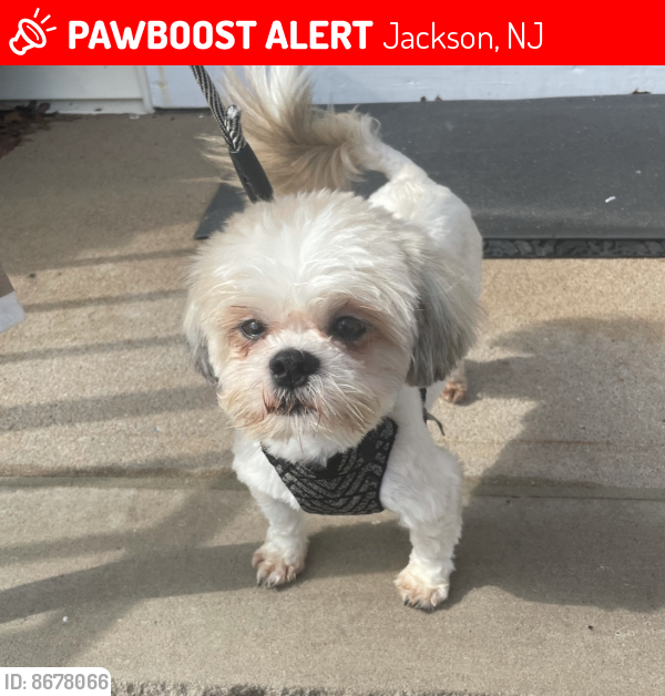 Jackson, NJ Lost Male Dog, Prince Is Missing | PawBoost
