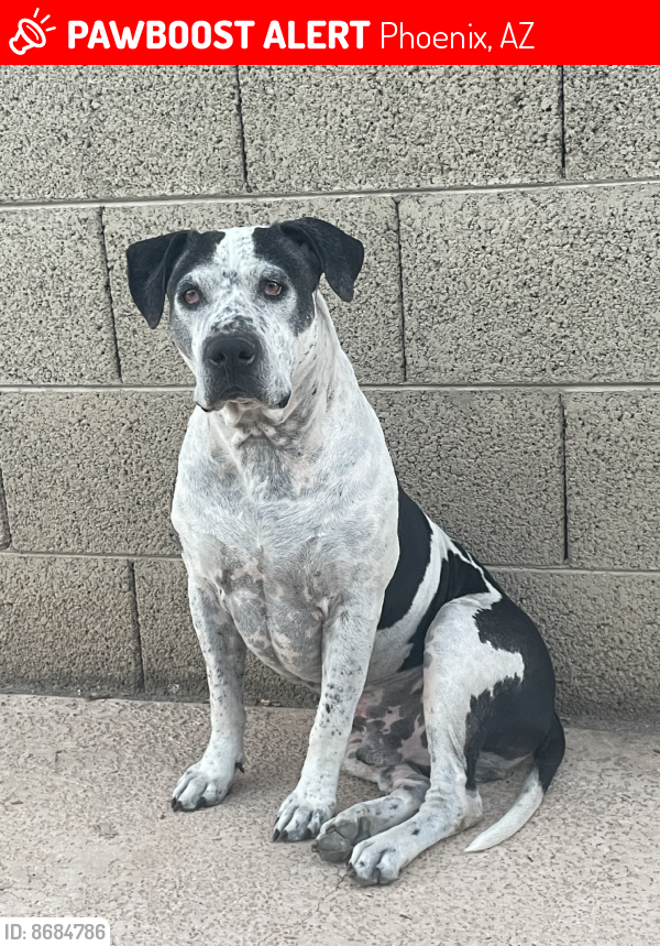 Phoenix, AZ Lost Male Dog, Jax Is Missing | PawBoost