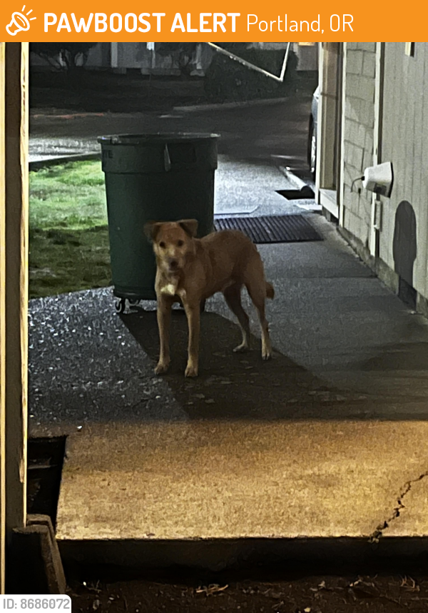 Portland, OR Stray Dog Found Near SE Flavel & 92nd ave | PawBoost