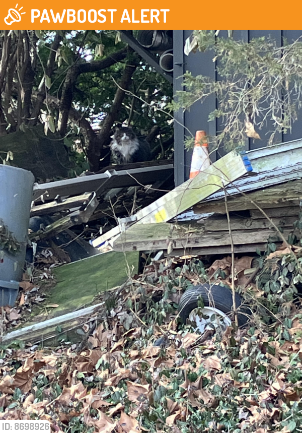 Springfield Township, OH Stray Cat Found Near Grayrick Drive | PawBoost