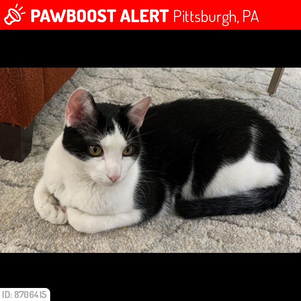 Pittsburgh, PA Lost Male Cat, Butt Is Missing | PawBoost
