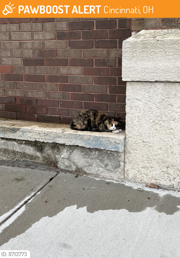 Cincinnati, OH Stray Cat Found Near Gilbert Avenue and Windsor Street ...