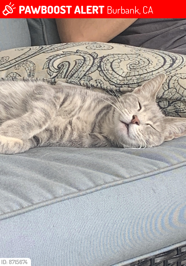 Burbank, CA Lost Female Cat, Gray Cat Is Missing | PawBoost