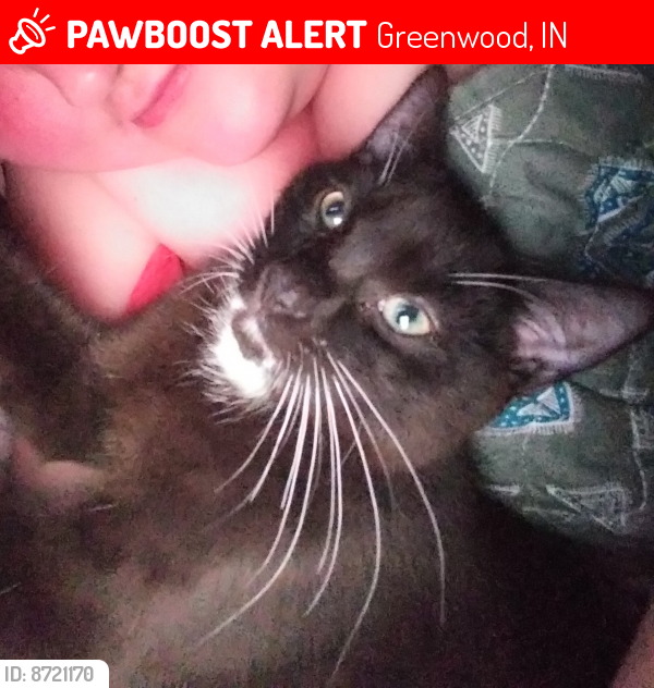 Lost Male Cat in Greenwood, IN 46143 Named Cheeto (ID: 8721170) | PawBoost