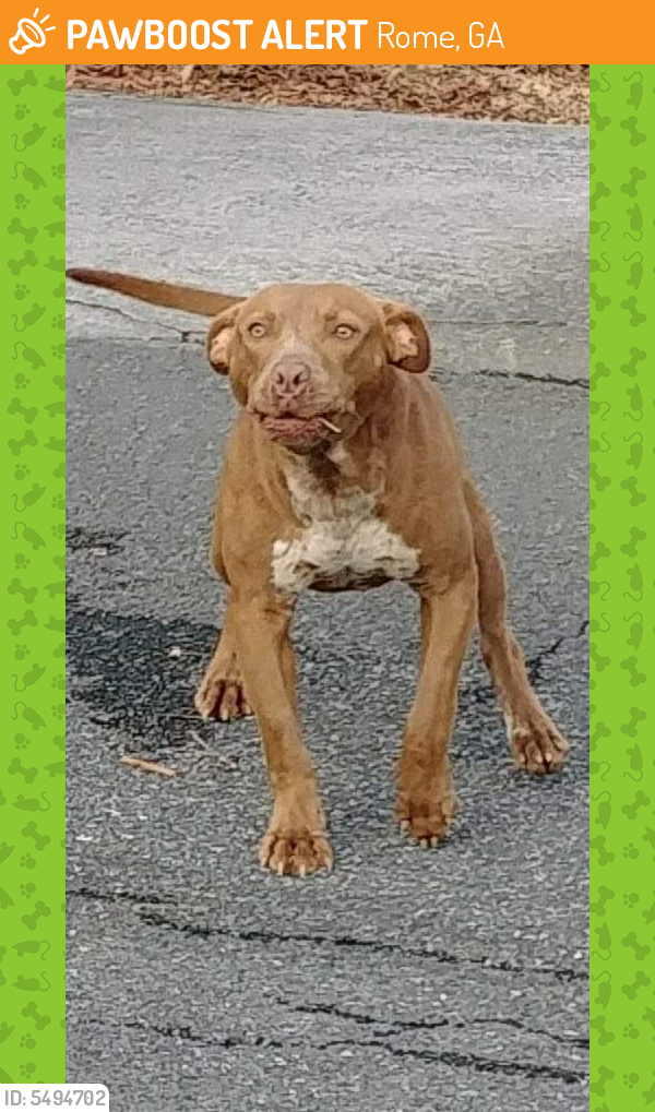 Surrendered Male Dog in Rome, GA 30161 (ID: 65494702) | PawBoost