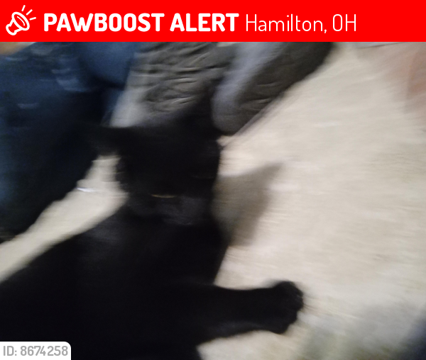 Hamilton, OH Lost Female Cat, Magic Cat Blk Is Missing | PawBoost