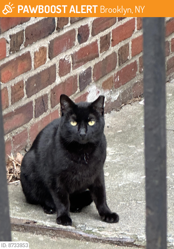 Brooklyn, NY Stray Cat Found Near Linden Blvd & Caton Avenue | PawBoost