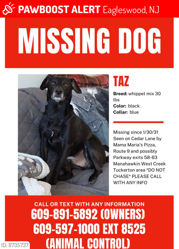 Eagleswood, NJ Lost Male Dog, Taz Is Missing | PawBoost