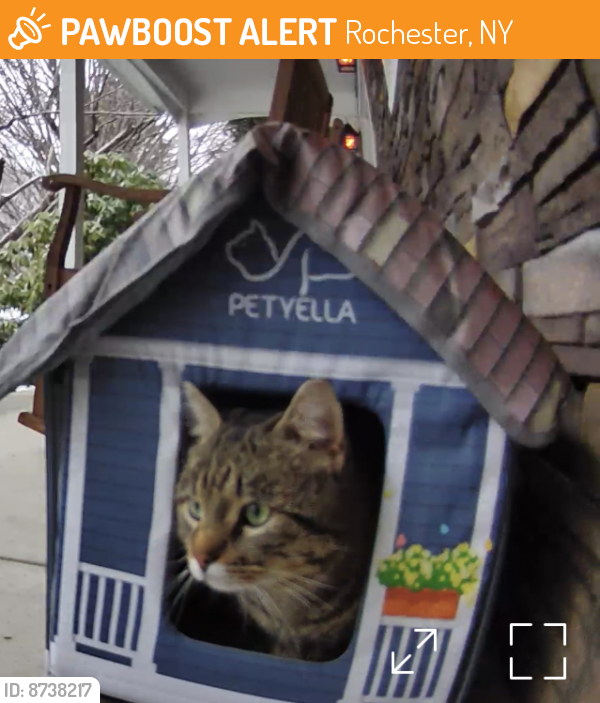 Rochester, NY Stray Cat Found Near Browncroft Blvd and Panarama Trail ...