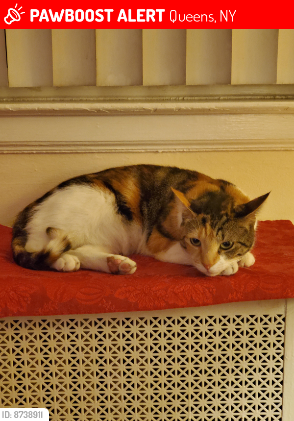 Queens, NY Lost Female Cat, CHILI Is Missing | PawBoost