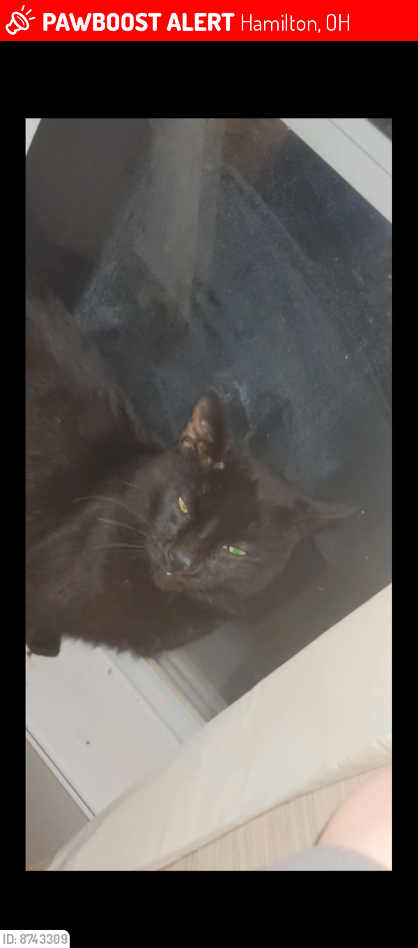 Hamilton, OH Lost Male Cat, Blackness Is Missing | PawBoost