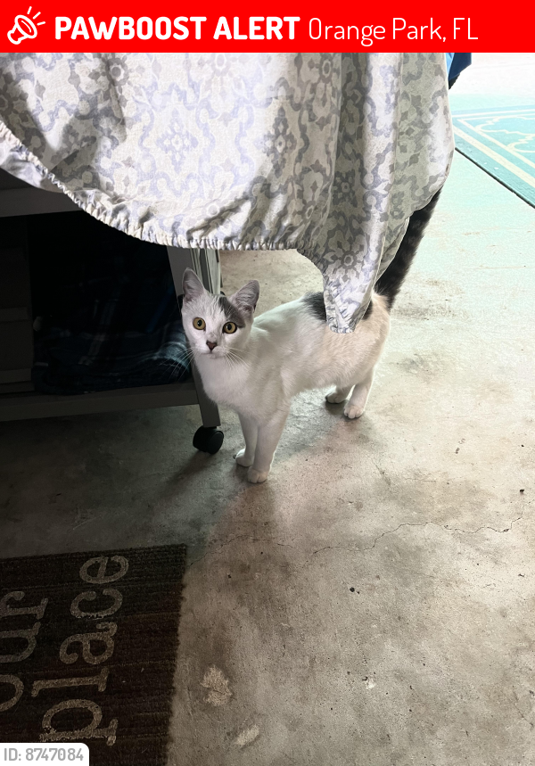 Orange Park, FL Lost Female Cat, Ghostie Is Missing | PawBoost