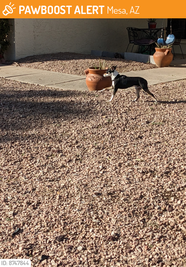 Found Stray Dog In Mesa AZ 85202 ID 8747844 PawBoost found-stray-dog-in-mesa-az-85202-id-8747844-pawboost