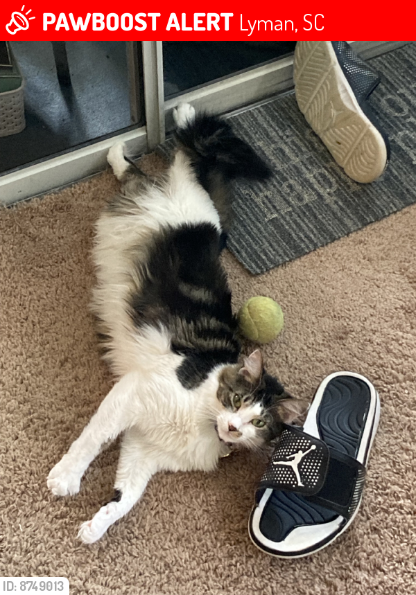 Lyman, SC Lost Female Cat, Tiabeani Is Missing | PawBoost