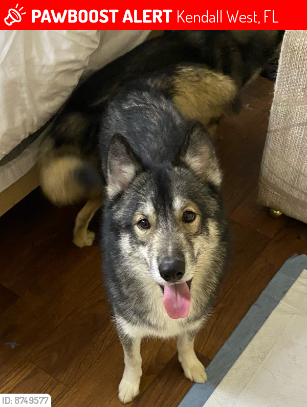 Kendall West, FL Lost Male Dog, Thor Is Missing | PawBoost