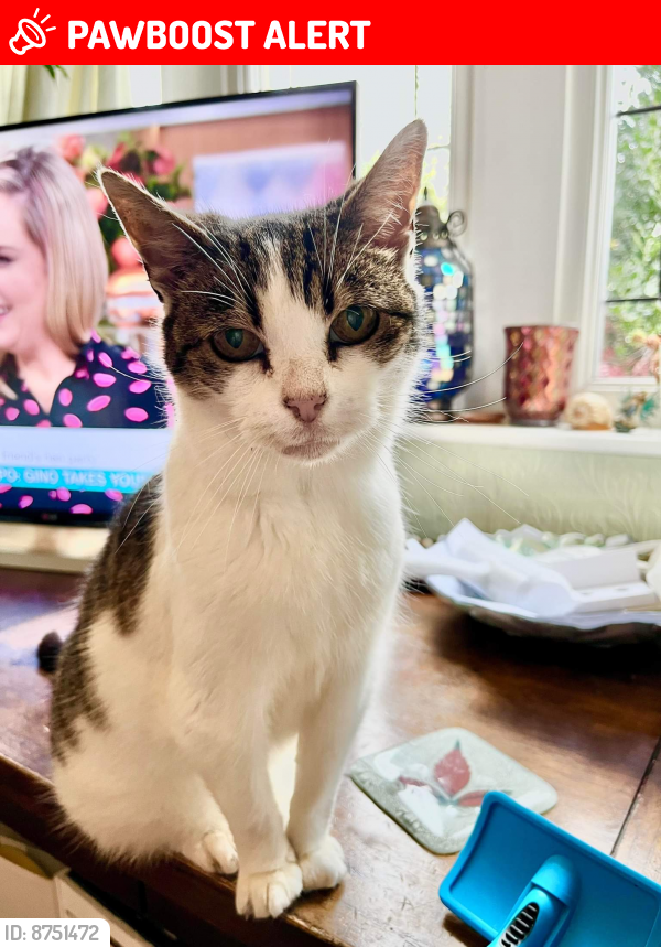 Blackpool, England Lost Female Cat, Genie Is Missing | PawBoost