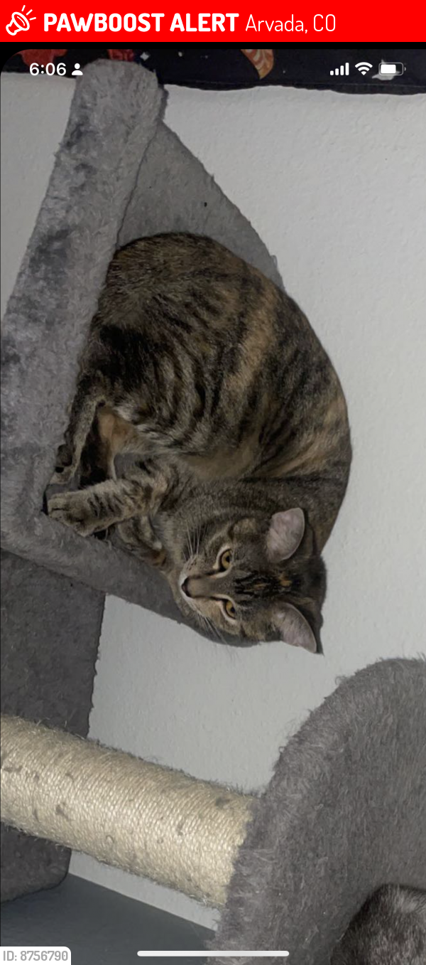 Lost Female Cat in Arvada, CO 80003 Named Duchess (ID: 8756790) | PawBoost