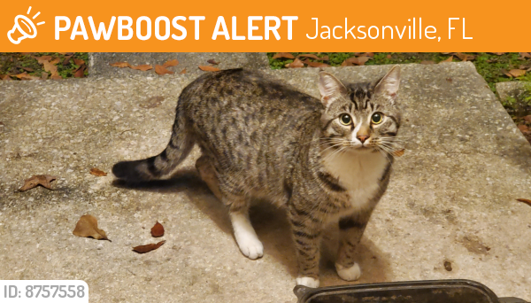 Jacksonville, FL Stray Cat Found Near Paddlewheel drive, jacksonville ...