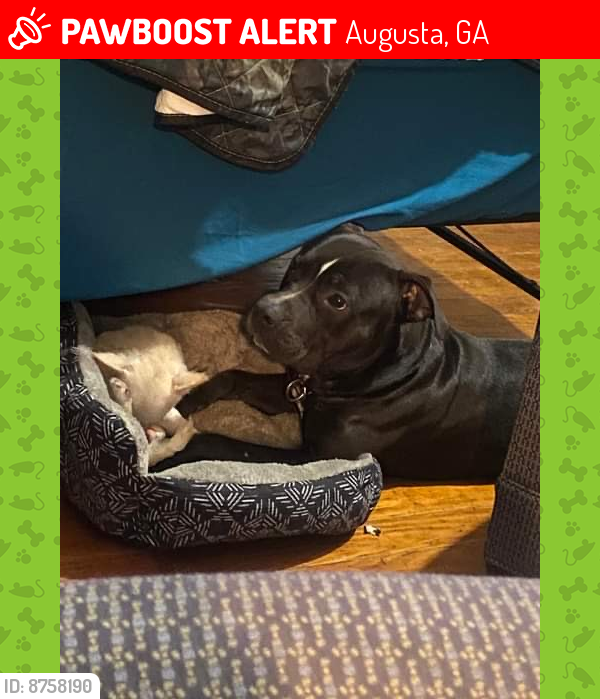 Augusta, GA Lost Male Dog, Buck Is Missing | PawBoost