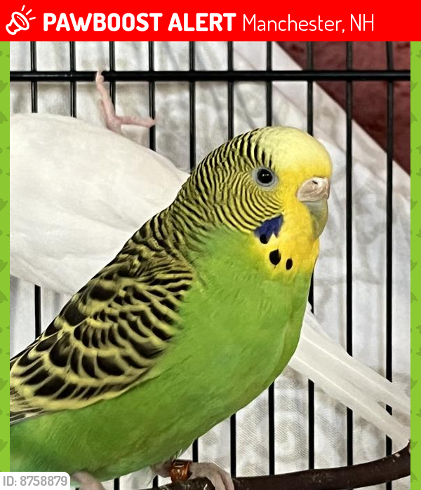 Manchester, NH Lost Female Bird, Chili Is Missing | PawBoost