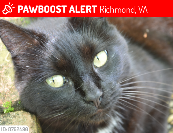 Richmond, VA Lost Male Cat, Atticus Towler Is Missing | PawBoost