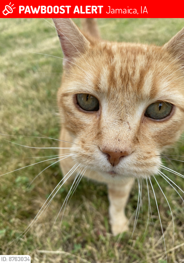 Lost Male Cat in Jamaica, IA 50128 Named Garfield (ID: 8763034) | PawBoost