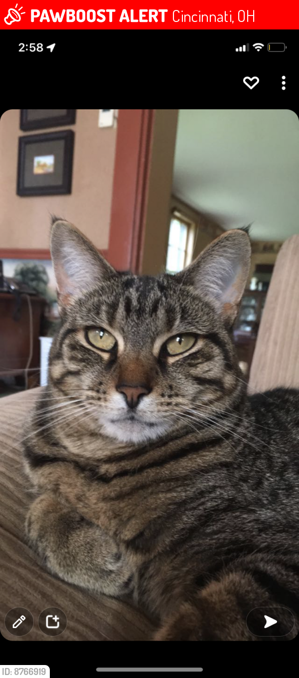 Cincinnati, OH Lost Female Cat, Opal Is Missing | PawBoost