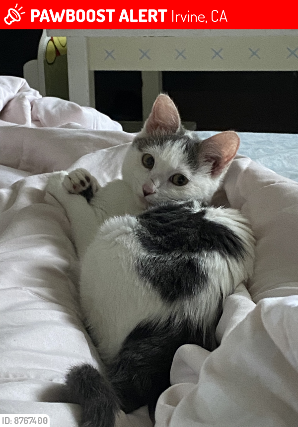 Lost Female Cat in Irvine, CA 92612 Named Camry (ID: 8767400) | PawBoost