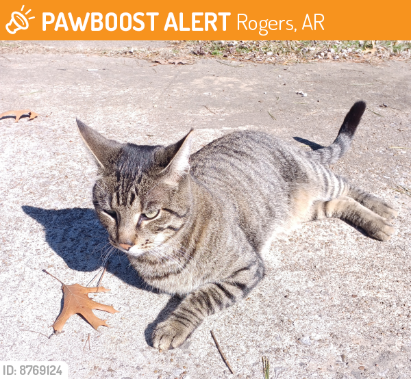 Rogers, AR Stray Male Cat Found Near Behind Cicis Pizza on walnut ...