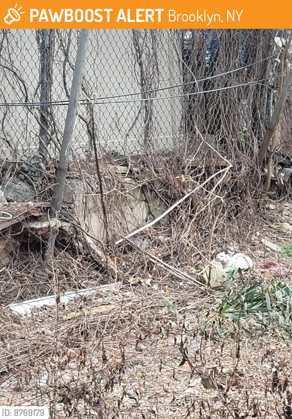 Brooklyn, NY Stray Cat Found Near Near rogers backyard | PawBoost