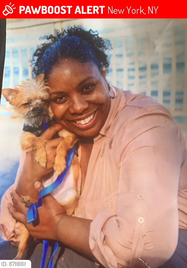 New York, NY Lost Male Dog, Ace Perry Is Missing | PawBoost