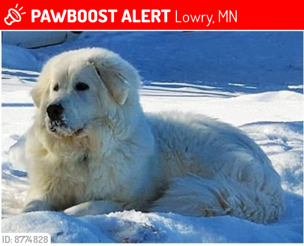 Lowry, MN Lost Female Dog, Lucy Is Missing | PawBoost