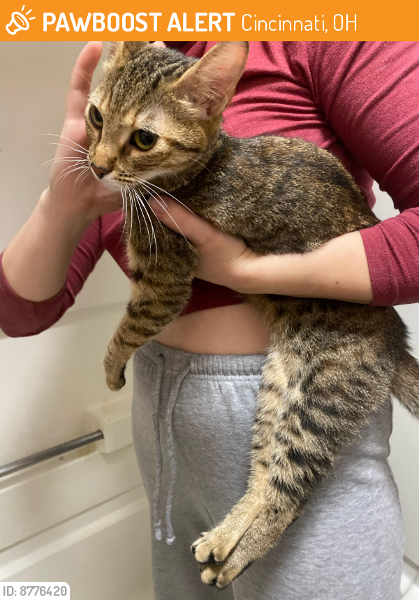 Cincinnati, OH Stray Cat Found Near Dana Avenue | PawBoost