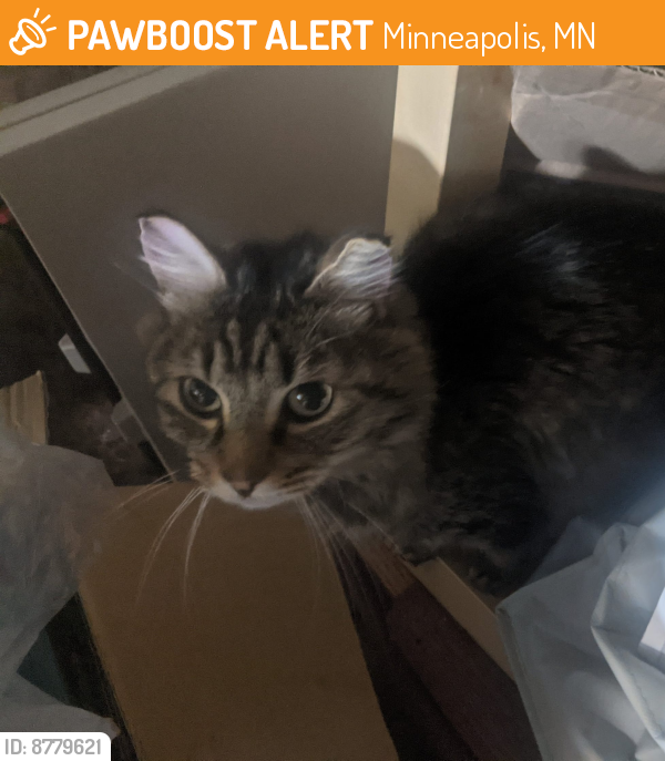 Minneapolis, MN Stray Cat Found Near Near Nicolette and 35W bridge ...