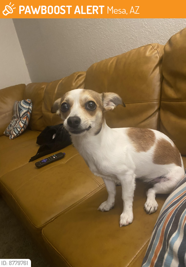 Found Stray Female Dog In Mesa AZ 85201 ID 8779761 PawBoost found-stray-female-dog-in-mesa-az-85201-id-8779761-pawboost
