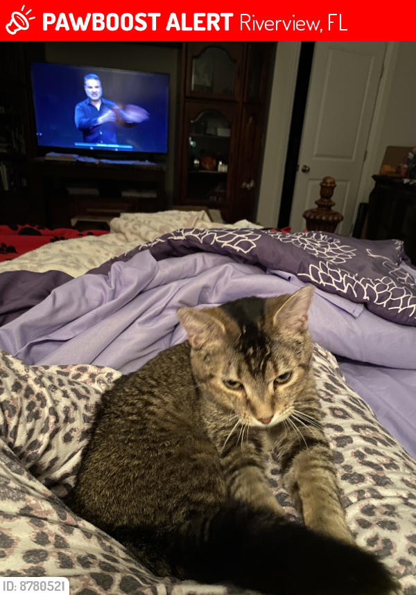 Riverview, FL Lost Female Cat, Tinkles Is Missing | PawBoost