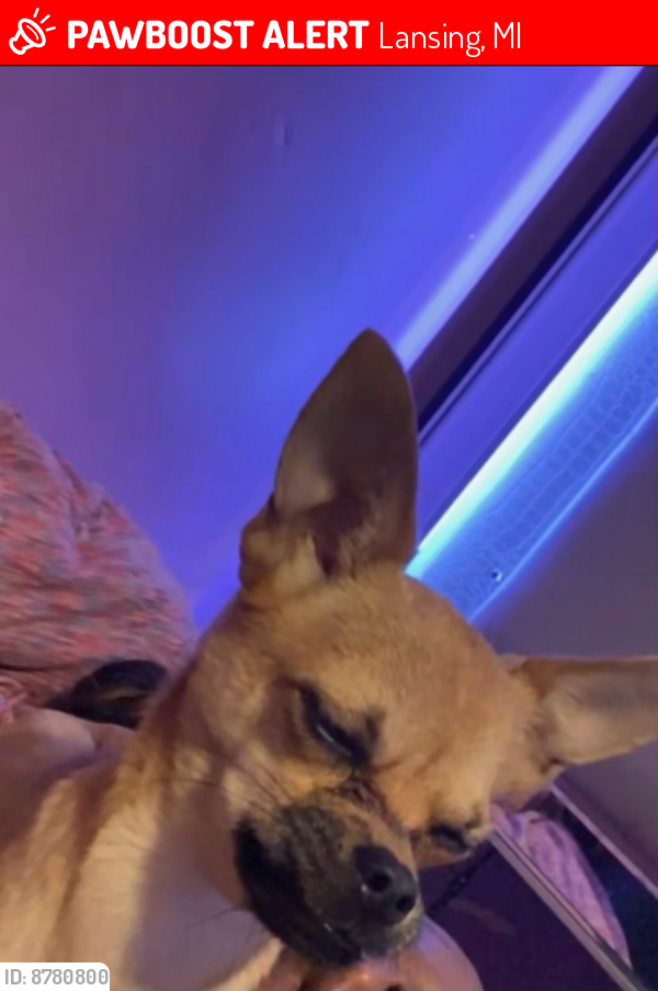 Lost Female Dog in Lansing, MI 48911 Named Lizzy/ Busy Bae (ID: 8780800 ...