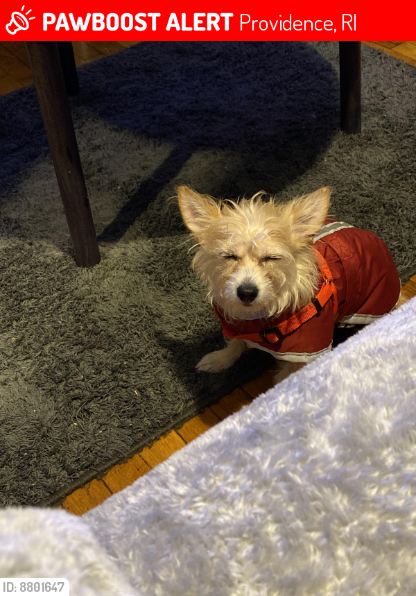 Providence, RI Lost Female Dog, Lily Is Missing | PawBoost
