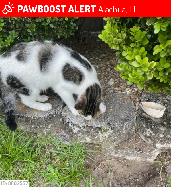 Lost Male Cat in Alachua, FL 32615 Named Nara (ID: 8802557) | PawBoost