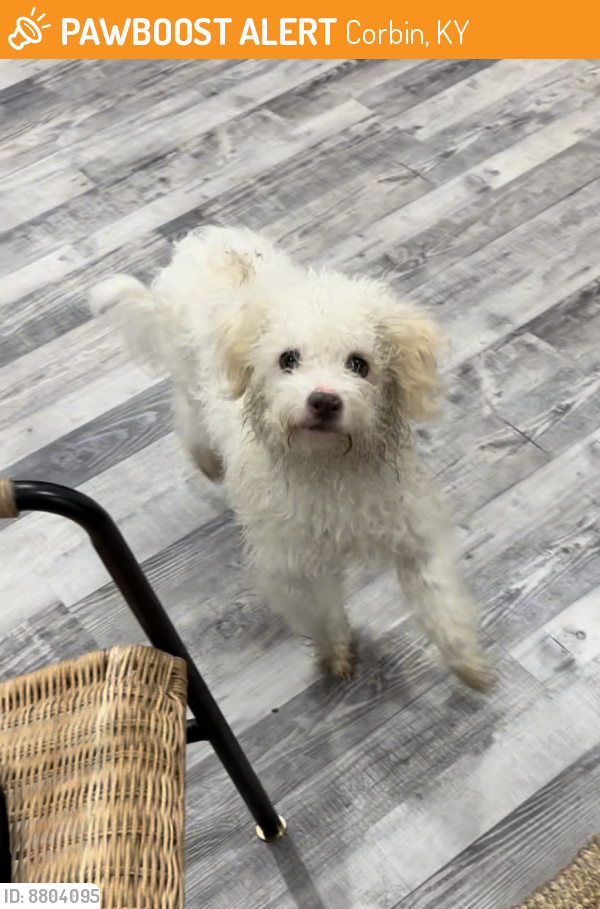 Found/Stray Male Dog in Corbin, KY 40701 (ID: 8804095) | PawBoost