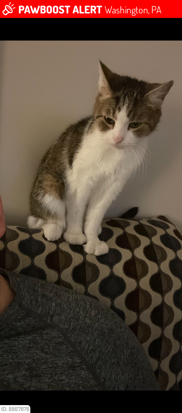 Washington, PA Lost Female Cat, Bottle Is Missing | PawBoost
