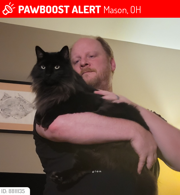Mason, OH Lost Male Cat, Jack Is Missing | PawBoost